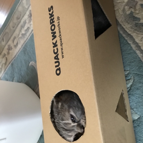 店舗サインをカッティングステッカーでリニューアル！ | カッティングシート製作 QUACK WORKS